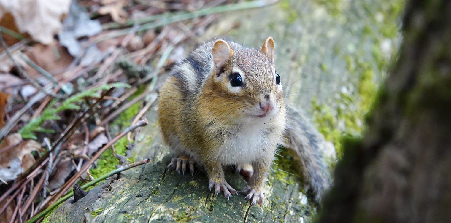 Psychic Medium Rebekah Lee Ives - The Meaning of a Chipmunk Sighting