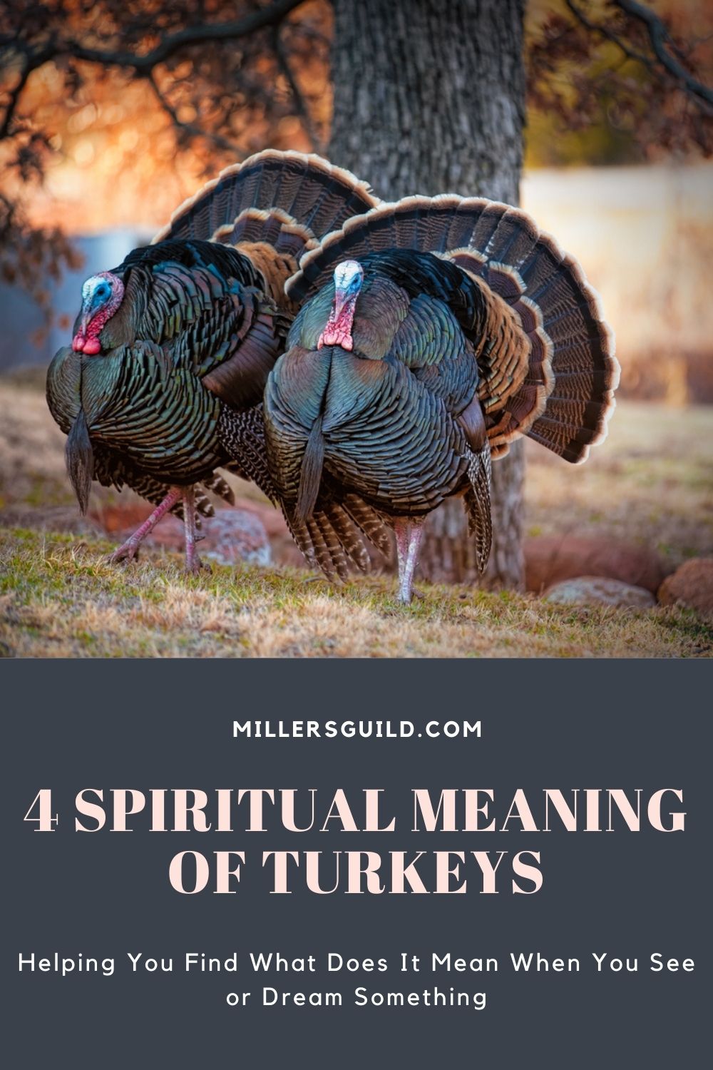 Psychic Medium Rebekah Lee Ives - The Meaning of a Turkey Sighting