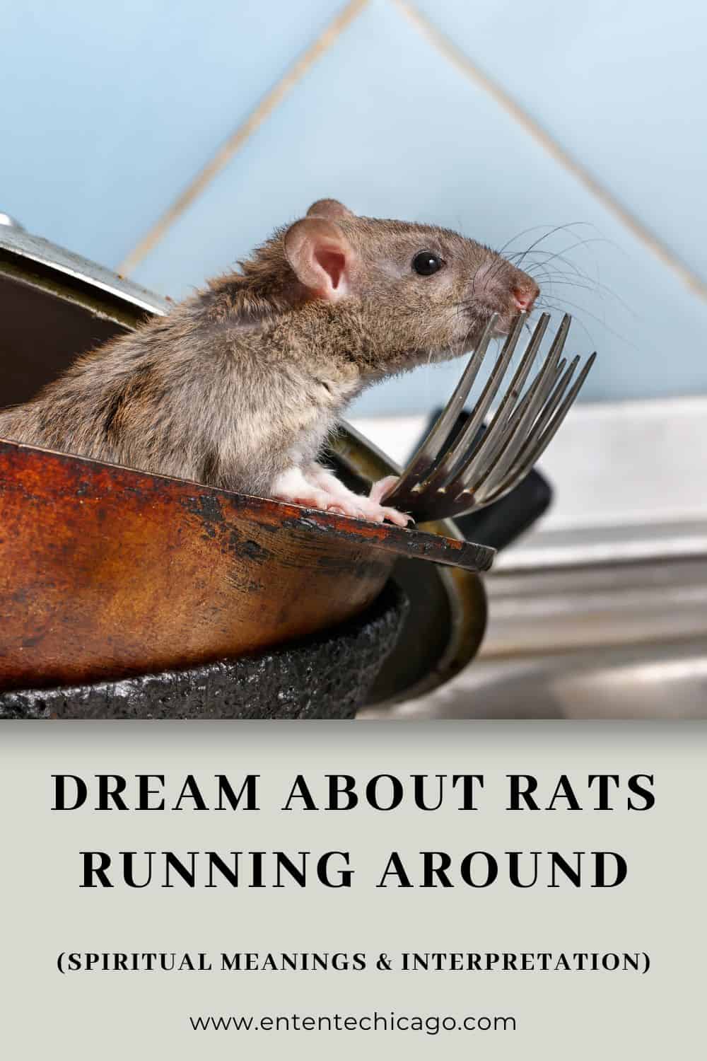 Psychic Medium Rebekah Lee Ives - What Do Dreams About Rats Mean?