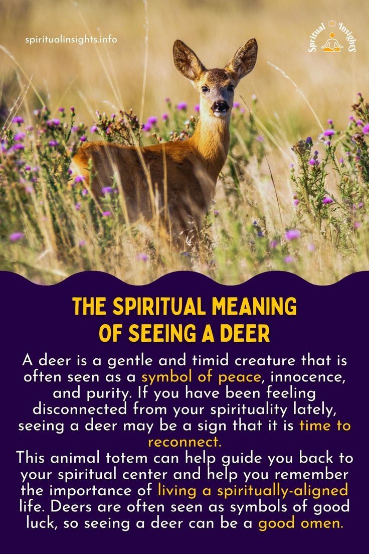 Psychic Medium Rebekah Lee Ives - Deer Spirit Animal – Symbolism and ...