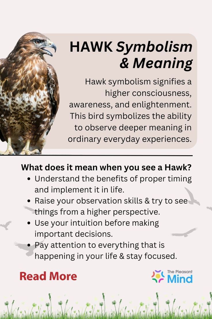 Psychic Medium Rebekah Lee Ives - Hawk Spirit Animal – Symbolism and ...