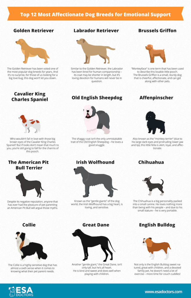 Psychic Medium Rebekah Lee Ives - The Best Emotional Support Dog for ...