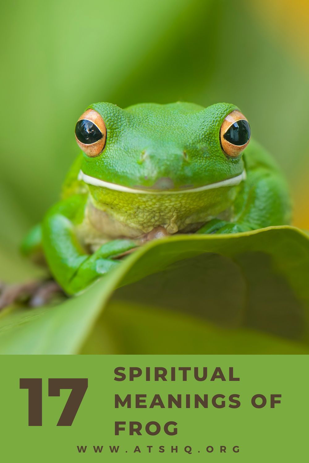 Psychic Medium Rebekah Lee Ives - The Meaning of a Frog Sighting
